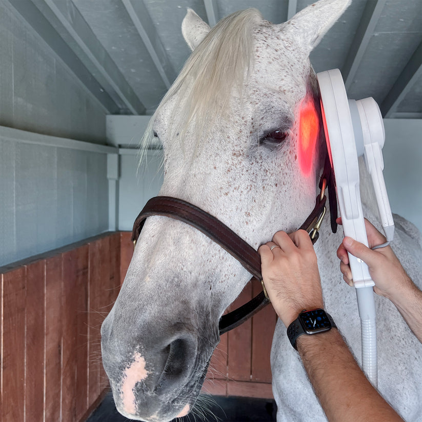 Equine PEMF & Laser – America Cryo Equine